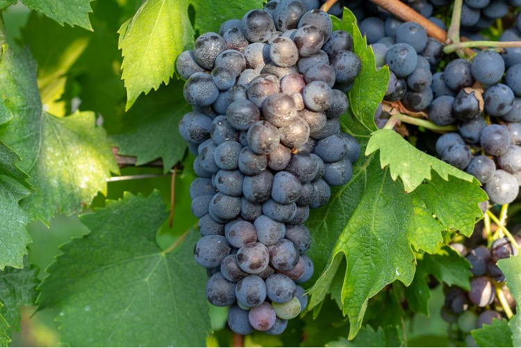 Sangiovese N I Ss F9 A5 48