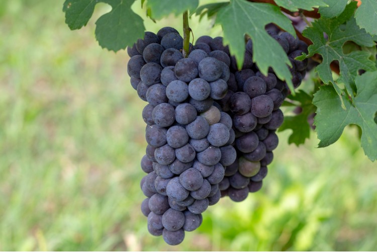 NEBBIOLO N. - I - CVT 71 (Michet)