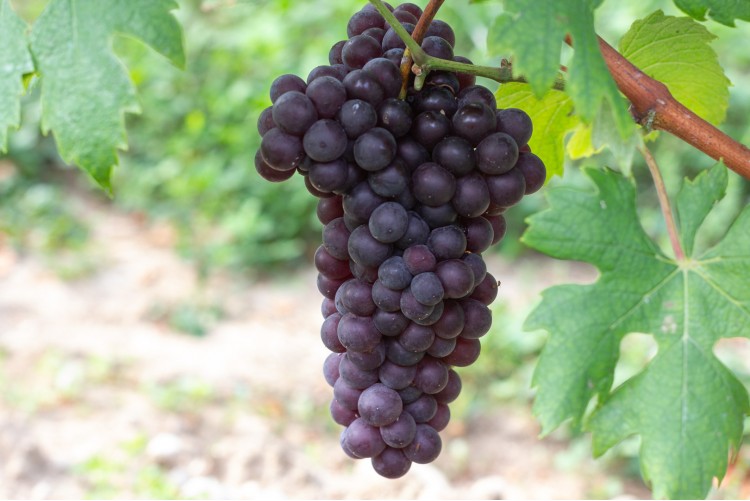 NEBBIOLO N. - I - CVT 66 (Michet)